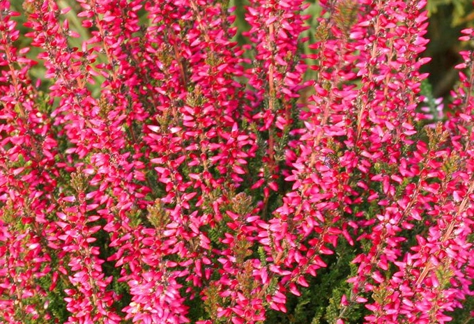 Wrzos czerwony Calluna Athene sadzonka zestaw 10sz - 13694993520 ...