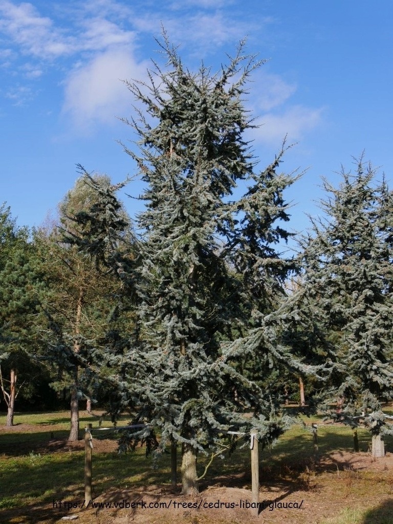 Cedr libański Glauca cedrus libani - 12677554184 - oficjalne archiwum ...