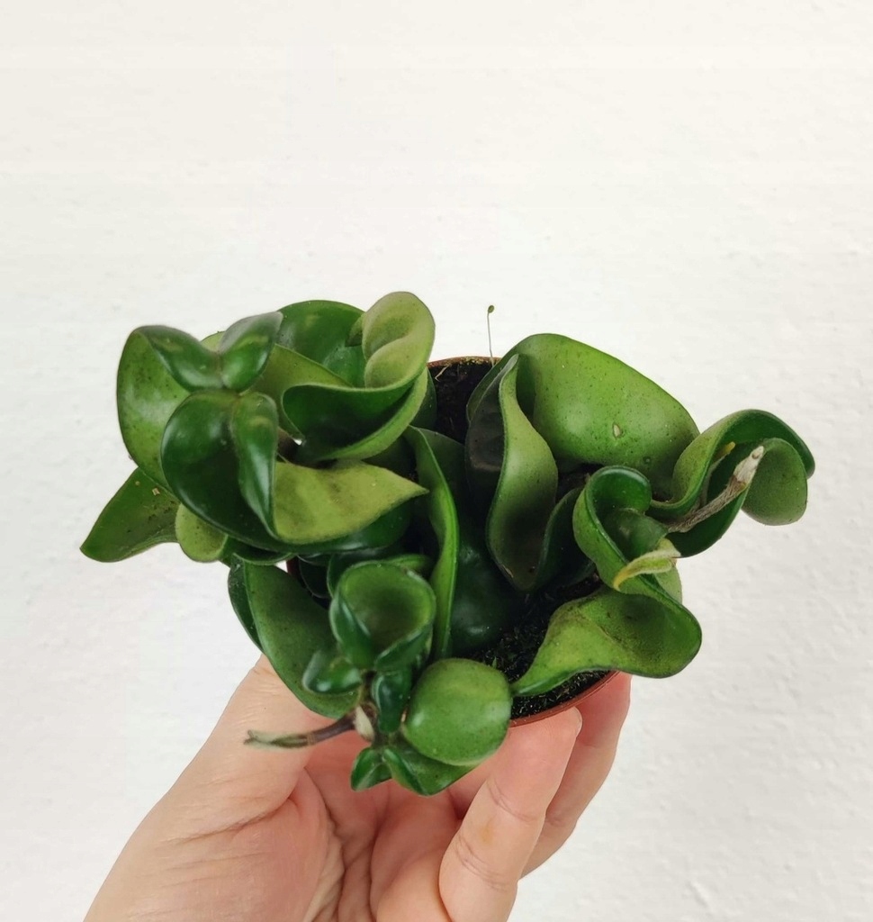 Hoja Hoya Carnosa Compacta Green Maluszek don 6 cm - 16915719823 - oficjalne archiwum Allegro