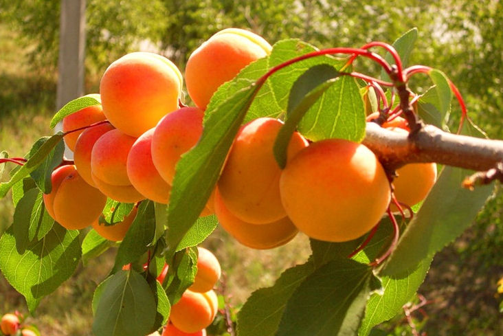 Morela karłowa 'SOMO' podkładka Siberian C - 7831385122 - oficjalne ...