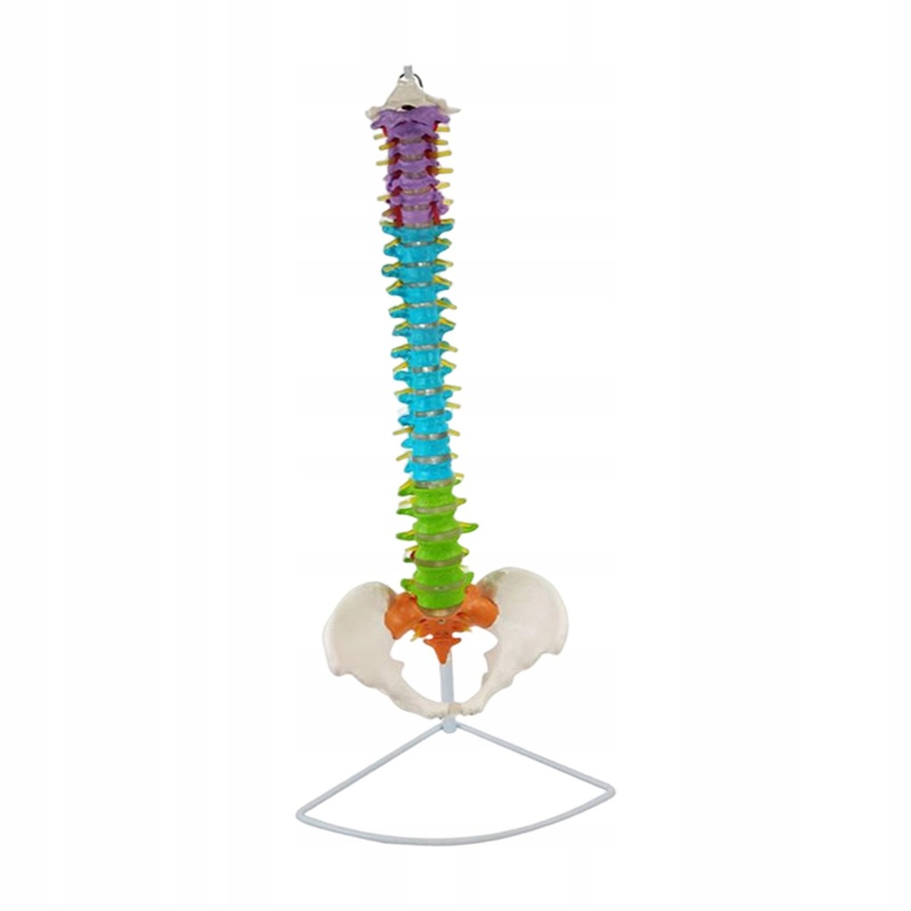 Spine Models spine model life size skeleton model - 12987762751 ...
