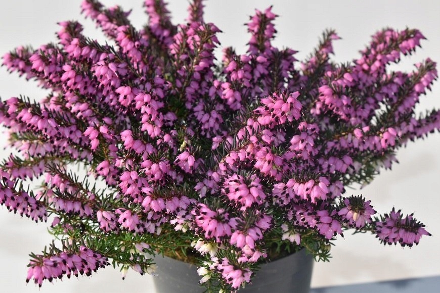 Wrzosiec Erica Ruby Czerwony Duża sadzonka - 14312172386 - oficjalne ...