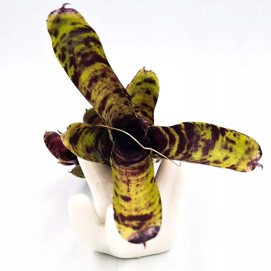 Neoregelia Java plum x Babe terrarium wiwarium - 15230822522 - oficjalne archiwum Allegro