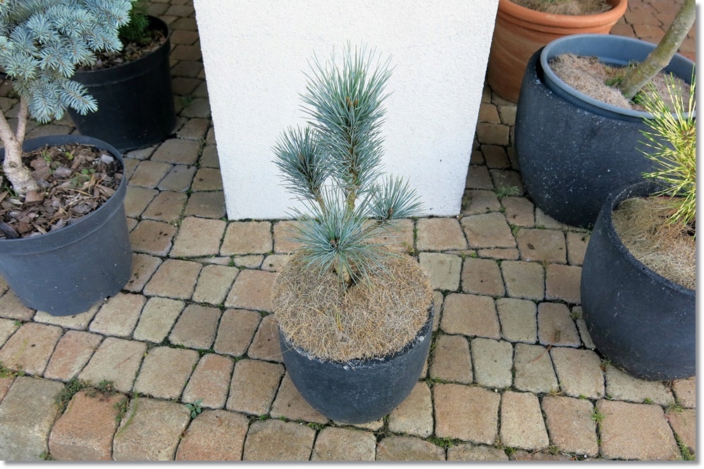 Pinus peuce 'Pacific Blue' - Unikat !!! - 14329429687 - oficjalne ...