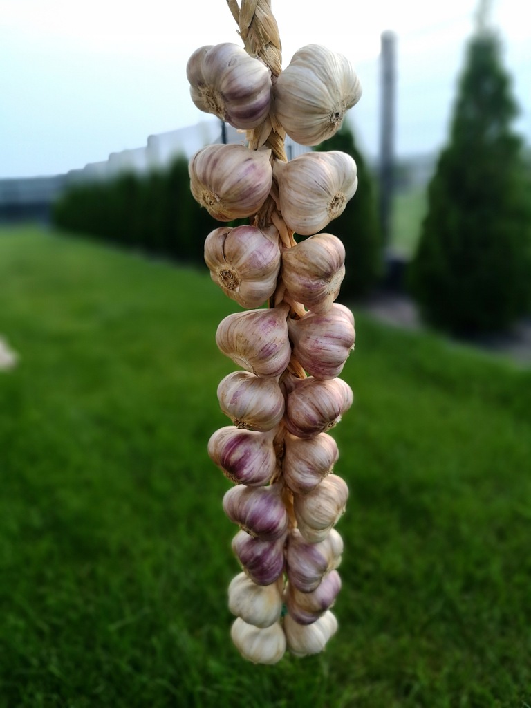 Warkocz z czosnku, polski czosnek HARNAŚ-20główek - 12595898594 ...