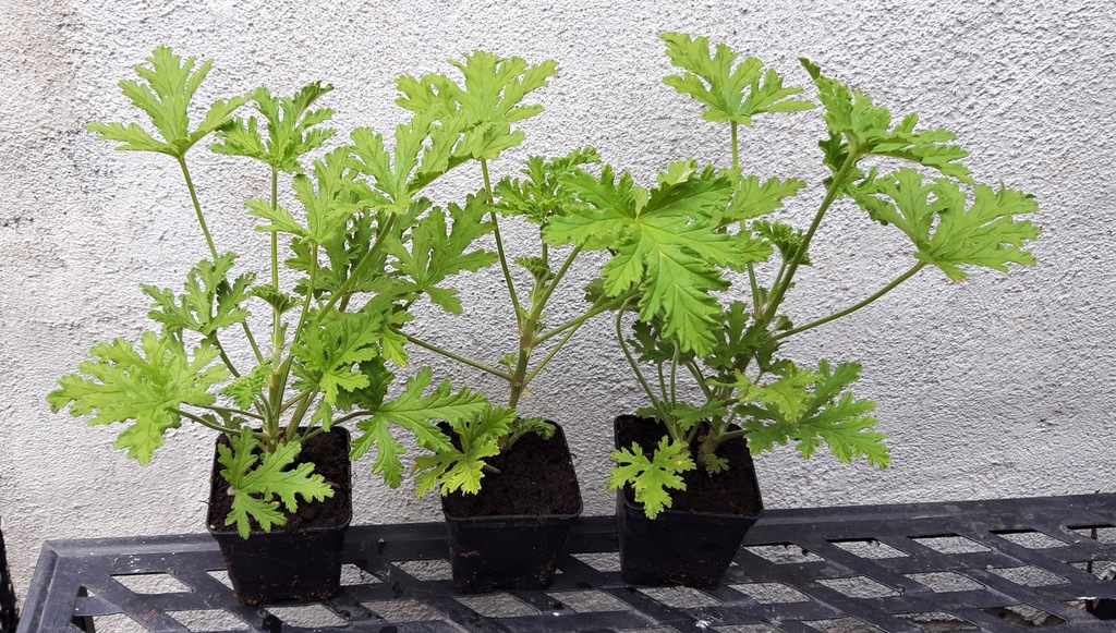 Geranium lecznicze Anginowiec ANGINKA pachnąca pelargonia - 14383201843 ...