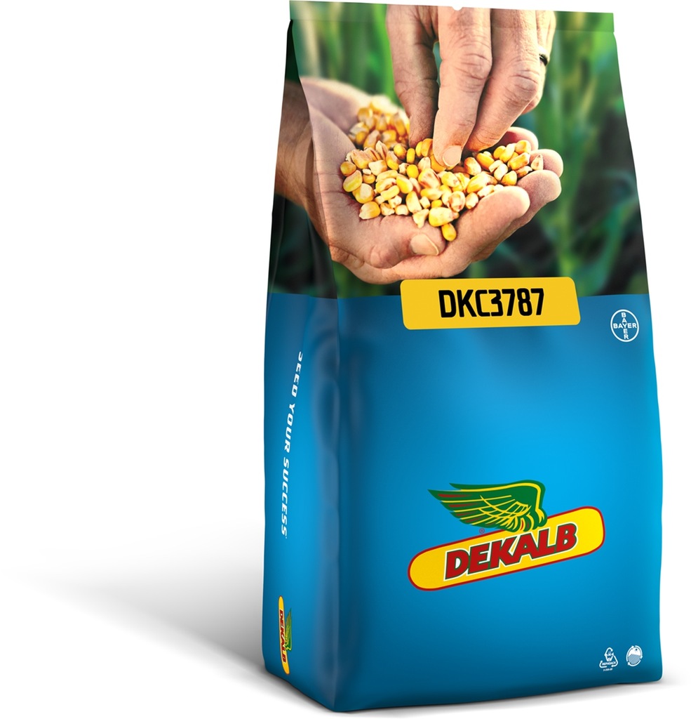 DKC 3787 Dekalb/Bayer 2023 Nasiona kukurydzy - 13121265429 - oficjalne ...
