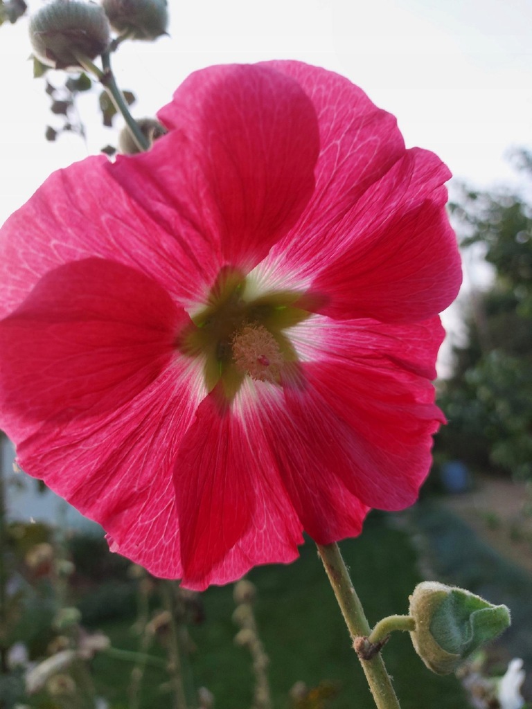 MALWA FIGOWA czerwona krzaczasta bylina nasiona - 11571972451 ...