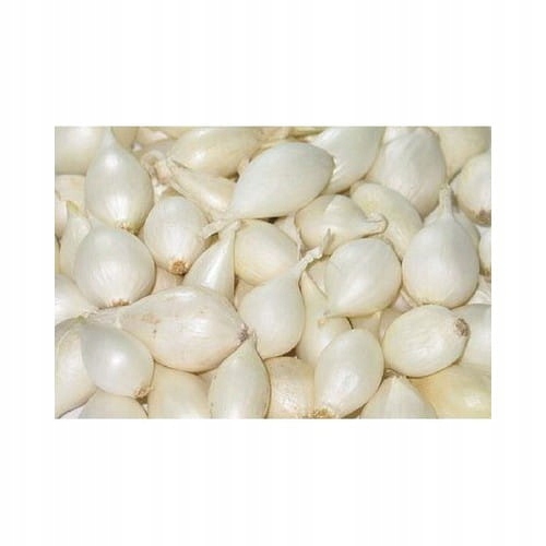 CEBULA DYMKA BIAŁA FINEZJA SADZONKI CEBULEK 250G SZCZYPIOR WCZESNA ...