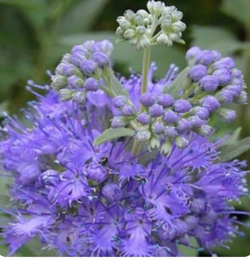 Barbula szara, Caryopteris incana - 12854074538 - oficjalne archiwum ...
