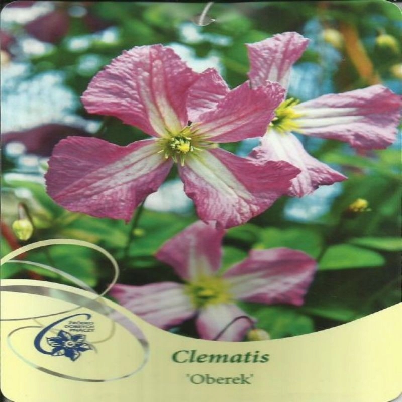 Clematis OBEREK Grupa Viticella - 15392531912 - oficjalne archiwum Allegro