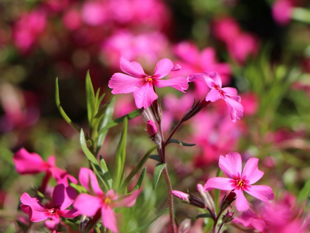Phlox 'Scarlet Flame' FLOKS flox szydlasty płożący - 13219772305 ...