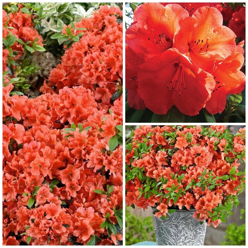 Azalia Japońska Orange Beauty POMARAŃCZOWOCZERWONA - 12582093467 ...