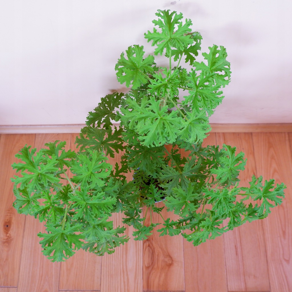 GERANIUM ANGINKA ROŚLINA LECZNICZA dorodne XXL - 11850658935 ...