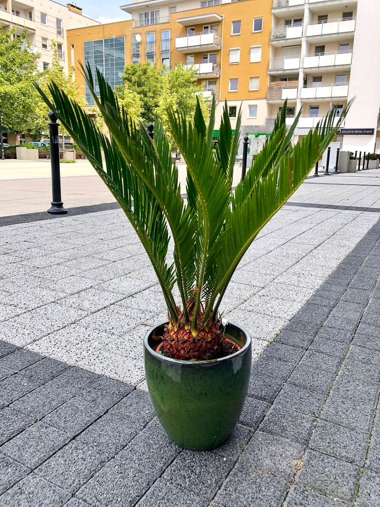 Cycas revoluta cykas palma sagowiec 60 cm ⌀17cm - 14043931928 ...