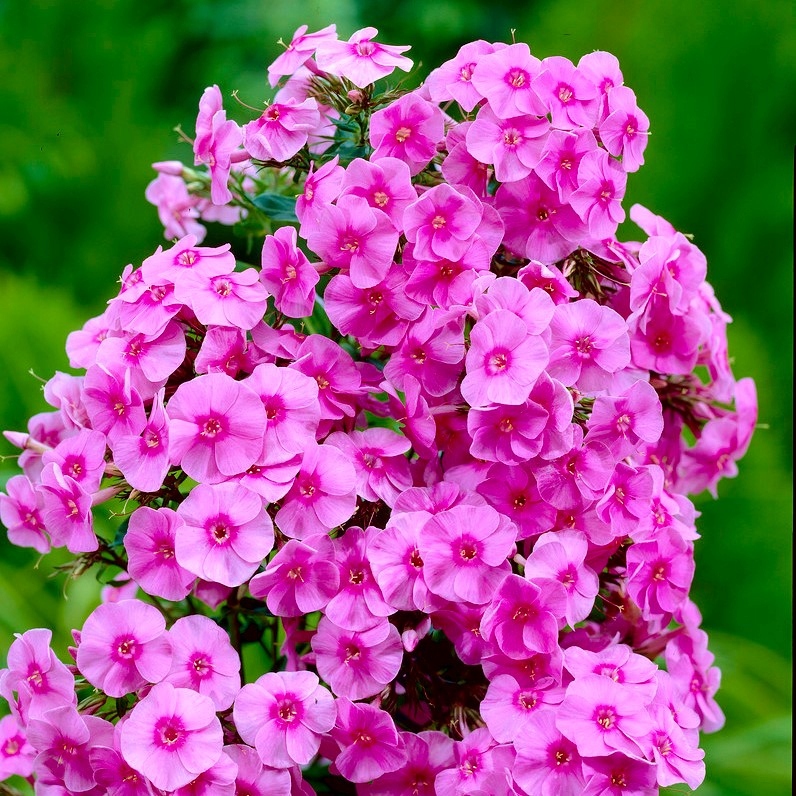 Floks (Phlox), Płomyk wiechowaty RÓŻOWY - Sadzonka - 13079378935 ...