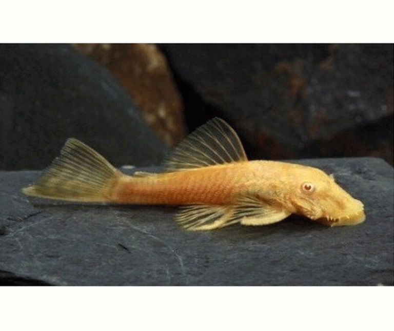 ZBROJNIK POSPOLITY ALBINOS ZŁOTY glonojad EKH WAWA - 12593879367 ...