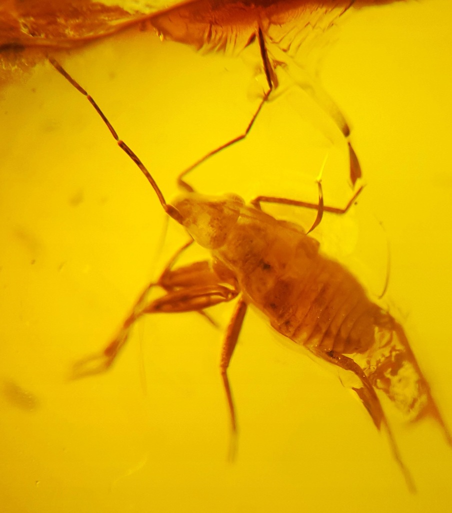 Inkluzja PLUSKWIAK w BURSZTYNIE bryłka UNIKAT cert - 12108285886 ...