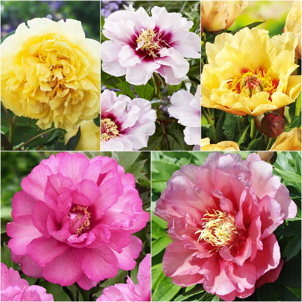 Zestaw Piwonia Drzewiasta 6 5 donian 5 sztuk - 13214732112 - oficjalne ...