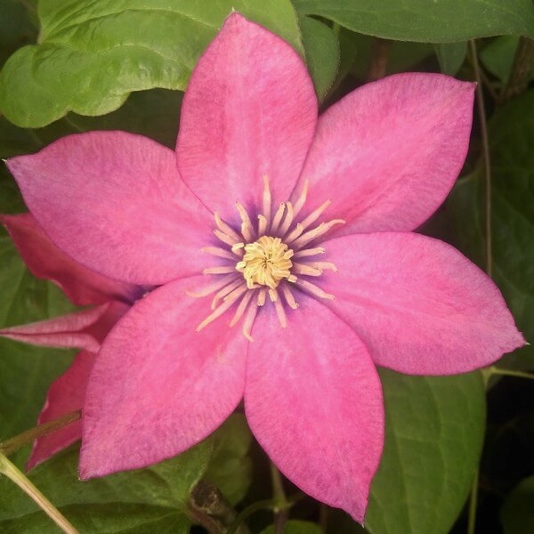 Powojnik 'Little Mermaid' (Clematis) - 13578473788 - oficjalne archiwum ...