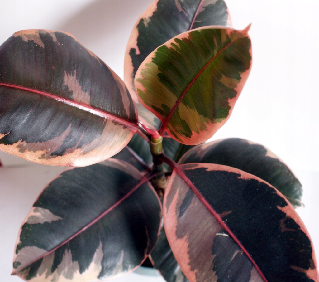 Ficus elastica Red Ruby fikus figowiec - 9117961450 - oficjalne ...
