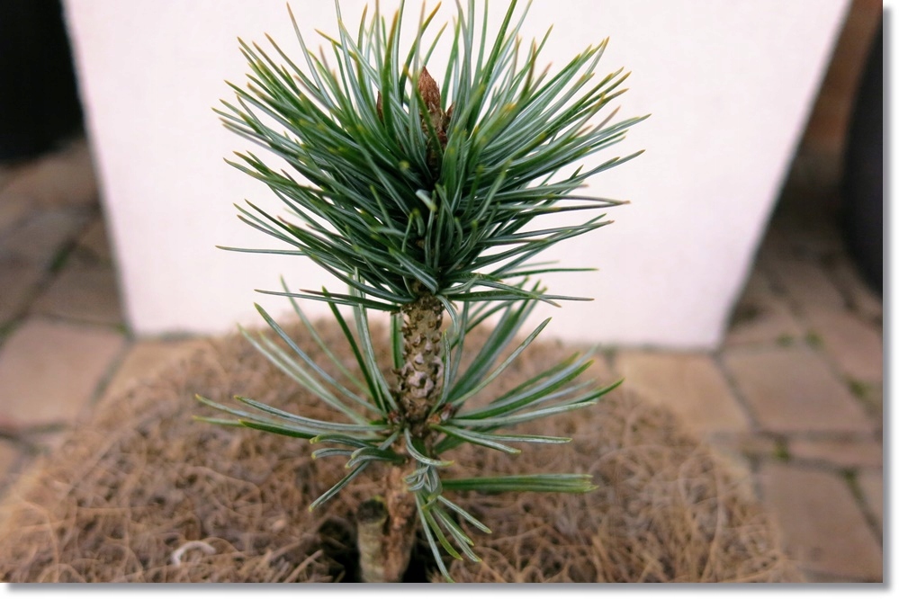 Pinus longaeva Formal Form - Unikat !! - 14415102813 - oficjalne ...