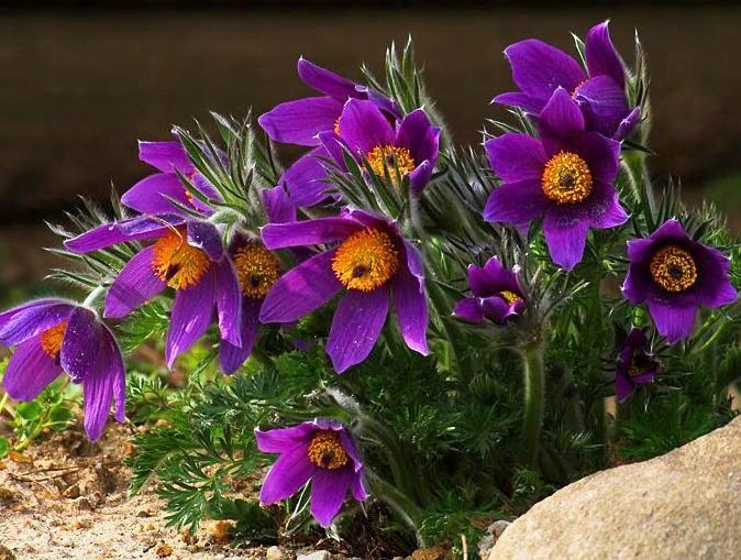 sasanka fioletowy dzwonek - SADZONKA w doniczce - 13134882958 - oficjalne archiwum Allegro