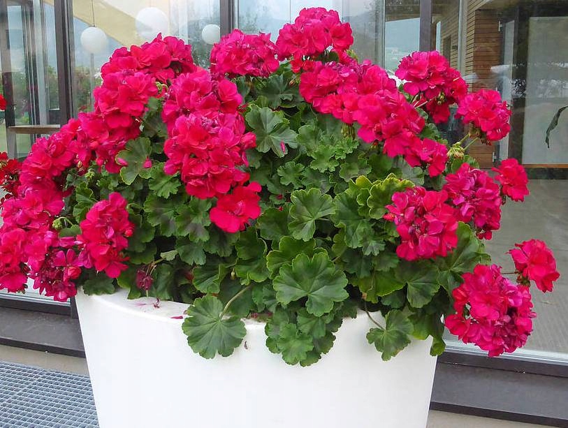 PELARGONIA stojąca malinowa roślina balkonowa - 13614352137 - oficjalne ...