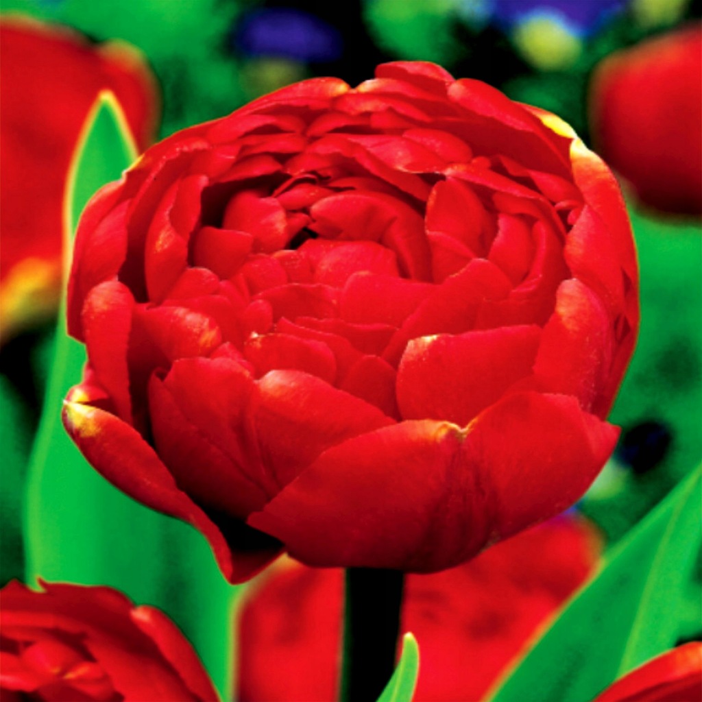 TULIPAN PEŁNY MIRANDA 5 szt + GRATIS *B - 8176249837 - oficjalne ... TULIPAN PEŁNY MIRANDA 5 szt + GRATIS *B - 8176249837 - oficjalne ...