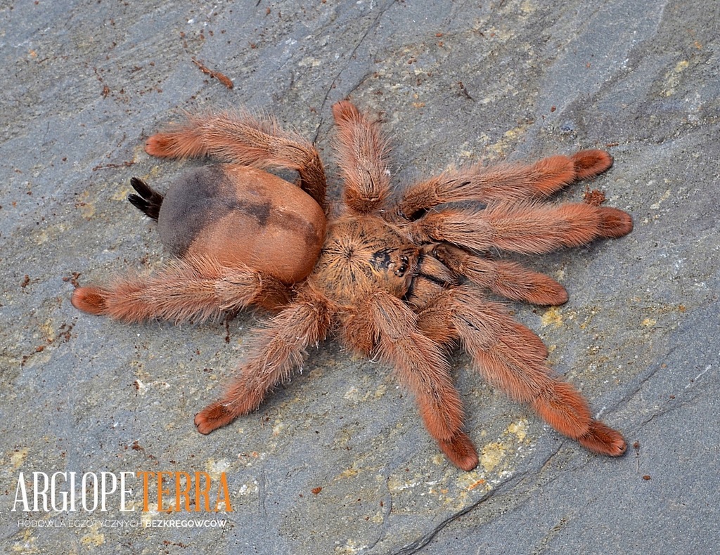 Młody Ptasznik - Psalmopoeus pulcher L1 - 7864335303 - oficjalne ...