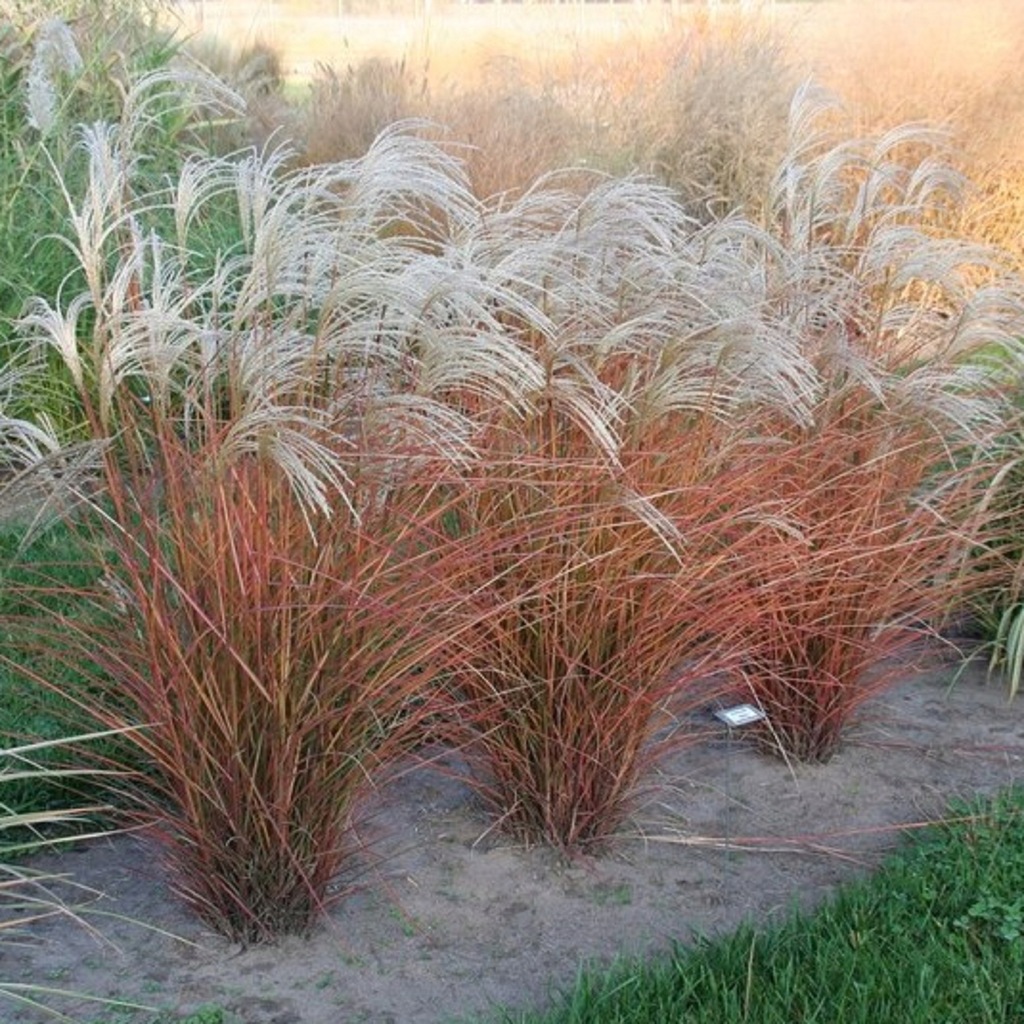 Sadzonki Trawa Miskant Chiński Graziella 1 szt - 12488522051 ...