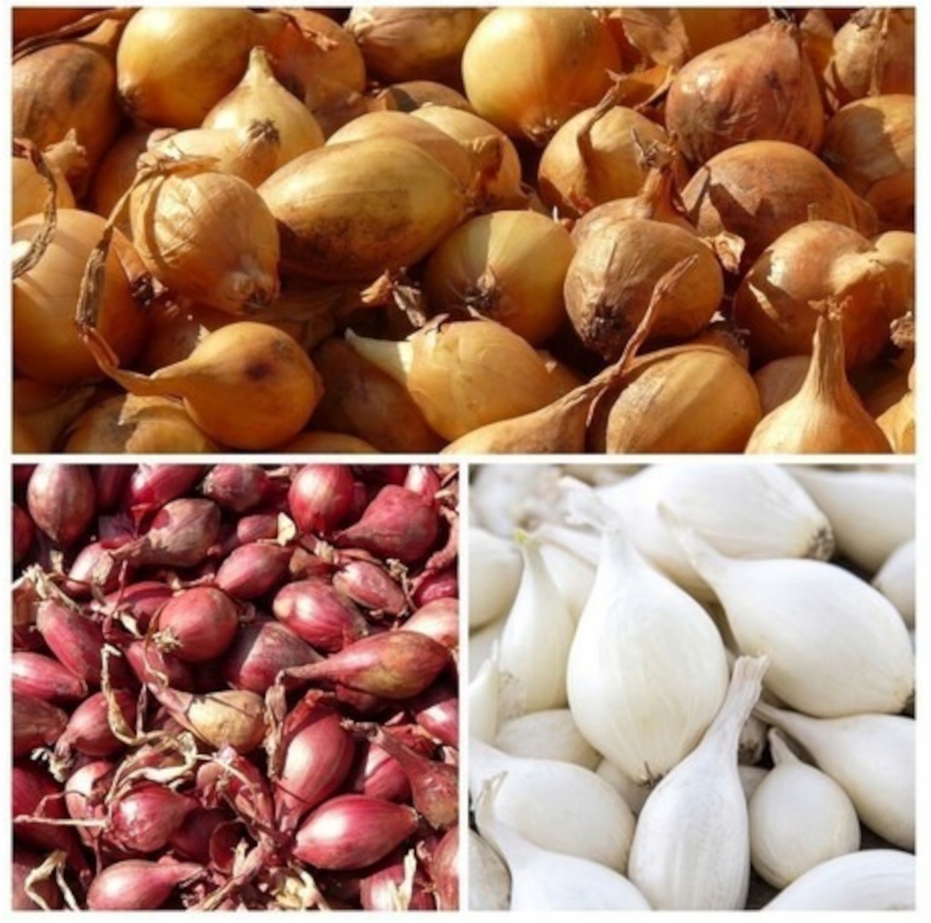 Zestaw Cebula Dymka MIX 3 Odmian 0,75kg Mieszanka - 13164796708 ...