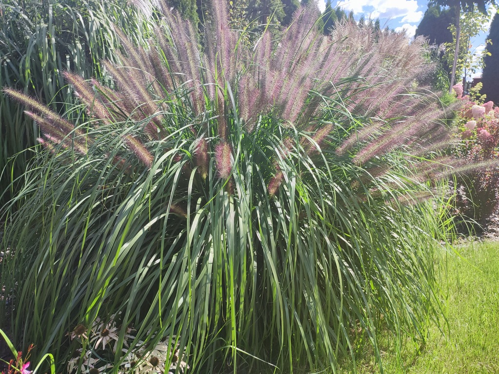 ROZPLENICA JAPOŃSKA MOUDRY' 2L - 13314540781 - oficjalne archiwum Allegro