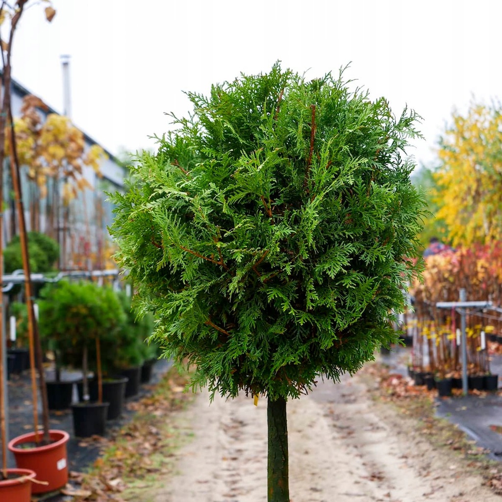 Tuja KULA NA PNIU sadzonka ozdobna w doniczce - 13082184892 - oficjalne ...
