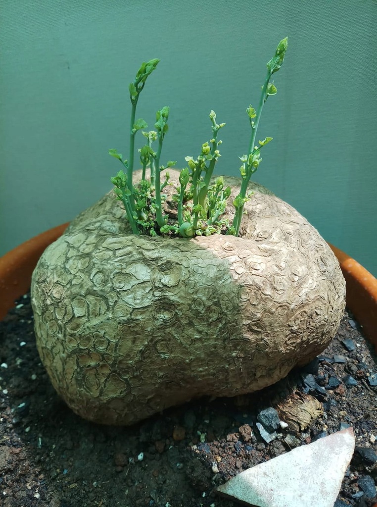 Stephania Rotunda Stefania Okrągłolistna Kaudeks - 11849159030 ...