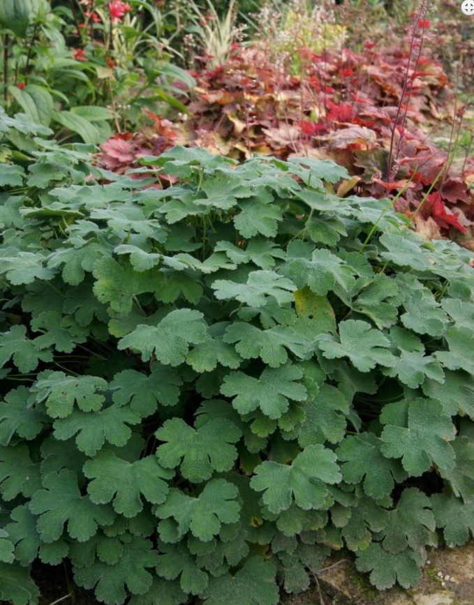 Bodziszek Renarda Geranium renardii sadzonka - 12144476917 - oficjalne ...