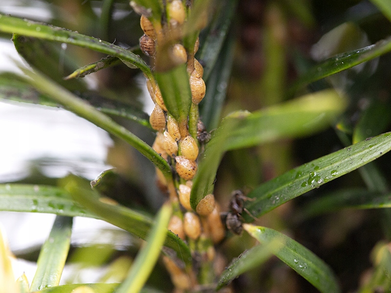 PROMANAL 60EC NA PRZĘDZIORKI MISECZNIKI OCHOJNIKI - 7897117449 ...