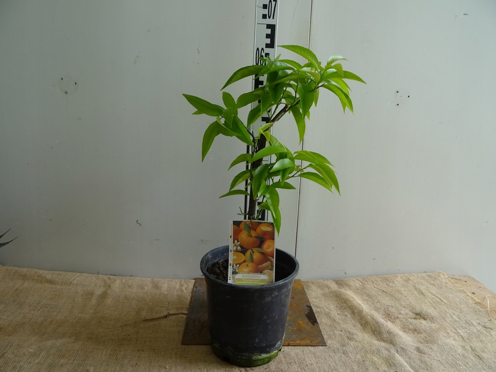 DRZEWO MANDARYNKOWE MANDARYNKA CYTRUS RETICULATA - 7826338091 ... DRZEWO MANDARYNKOWE MANDARYNKA CYTRUS RETICULATA - 7826338091 ...