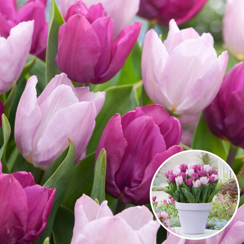 Tulipa Prince Mix - Cebule kwiatowe x40 - Tulipany - Fioletowy ...