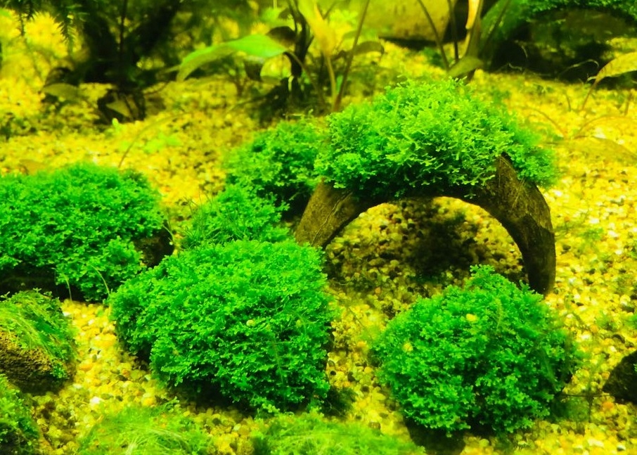 MINI PELIA Riccardia chamedryfolia - in vitro 5cm - 12727504366 ...