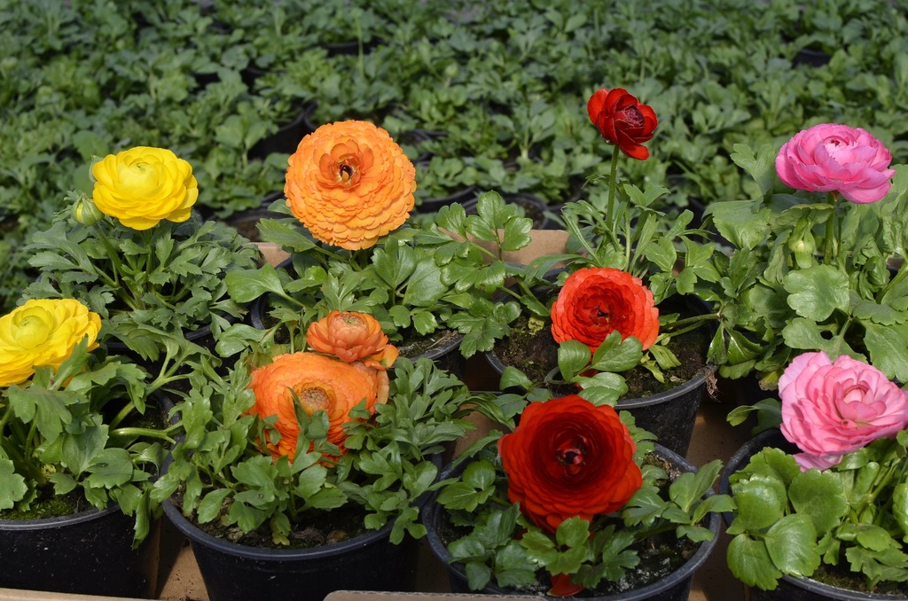 Jaskier azjatycki 2 sztuki - sadzonki kwitnące - 13416283842 ...