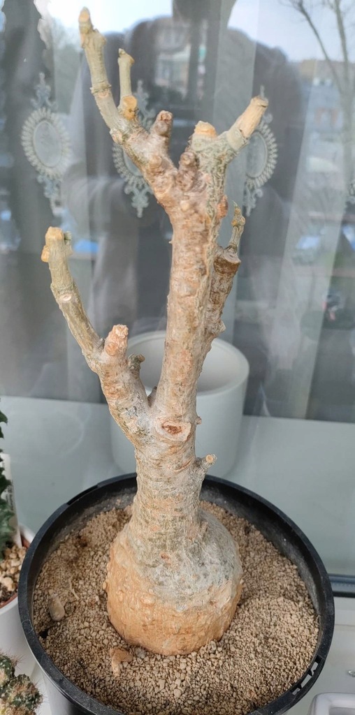 Sukulent ...Fockea multiflora - wielki CAUDEX - 12189364746 - oficjalne ...