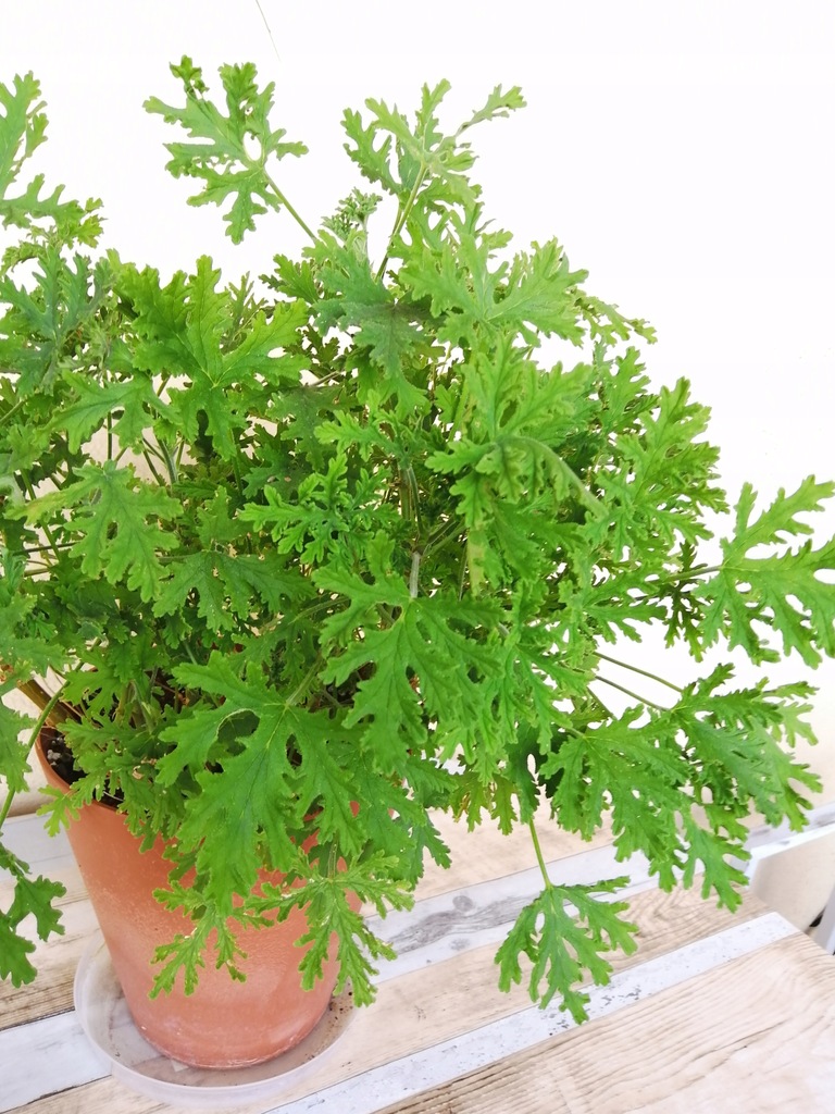 Geranium anginka cytrynka pelargonia sadzonka - 14028375824 - oficjalne ...