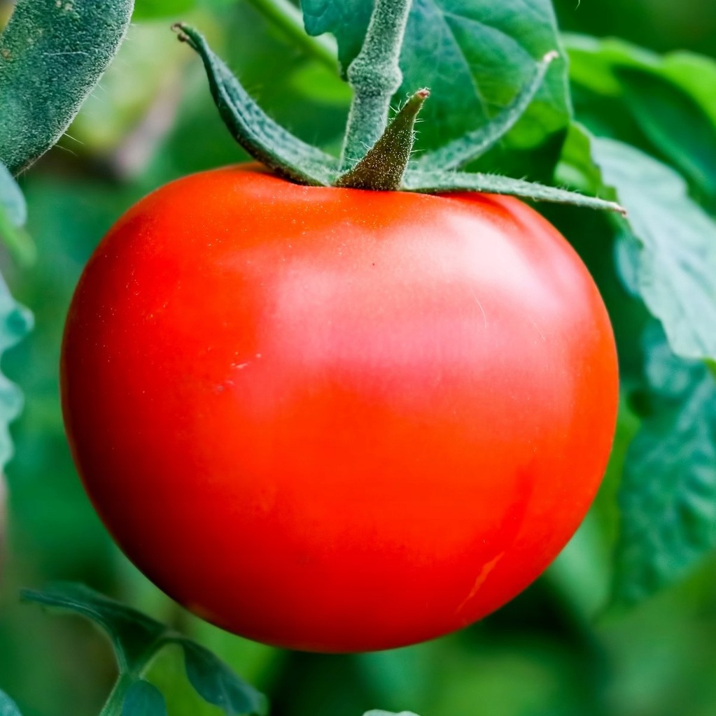 POMIDOR JUTROSZ gruntowy karłowy Mieszaniec F1 - 10087087800 - oficjalne archiwum Allegro