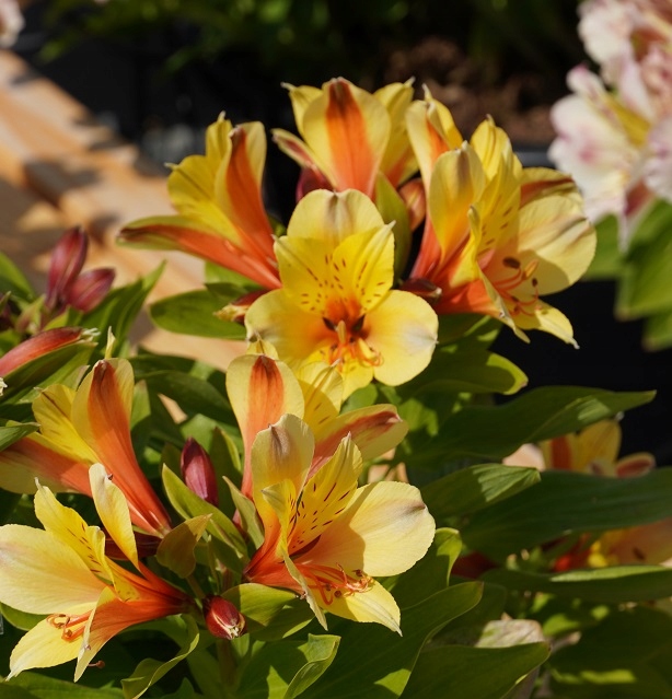 Alstromeria OGRODOWA SP Spring Valley Alstroemeria - 13232239579 ...