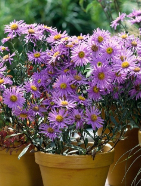 ASTER GAWĘDKA MARCINEK DR OTTO PETSCHEK - 14080670515 - oficjalne ...