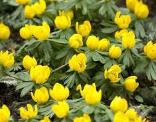 Rannik Zimowy Pierwszy w Ogrodzie Sadzonki - 13422336929 - oficjalne ...