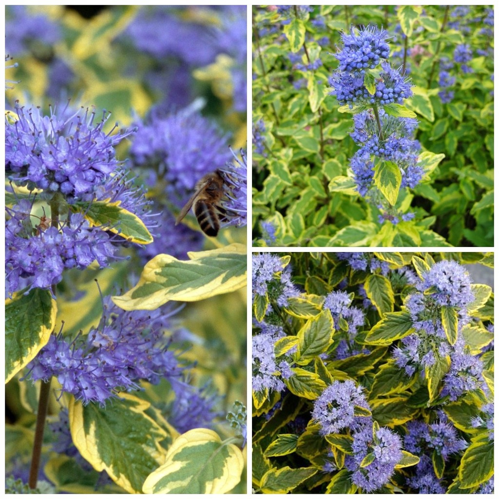 Barbula kladońska NIEBIESKIE KWIATY PACHNĄCA 2L - 11167561068 ...