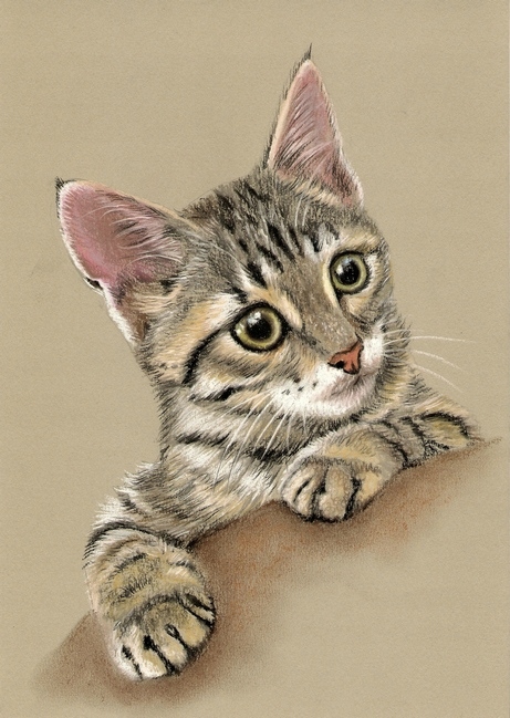 KOT kotek koty kotki Rysunek obraz na prezent - A4 - 11731256222 ...