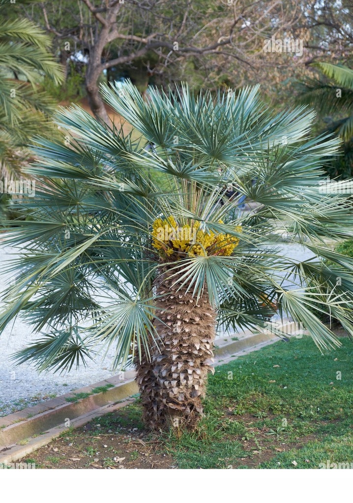 Chamaerops humilis var. cerifera MROZOODPORN -16 - 11534456166 - oficjalne archiwum Allegro